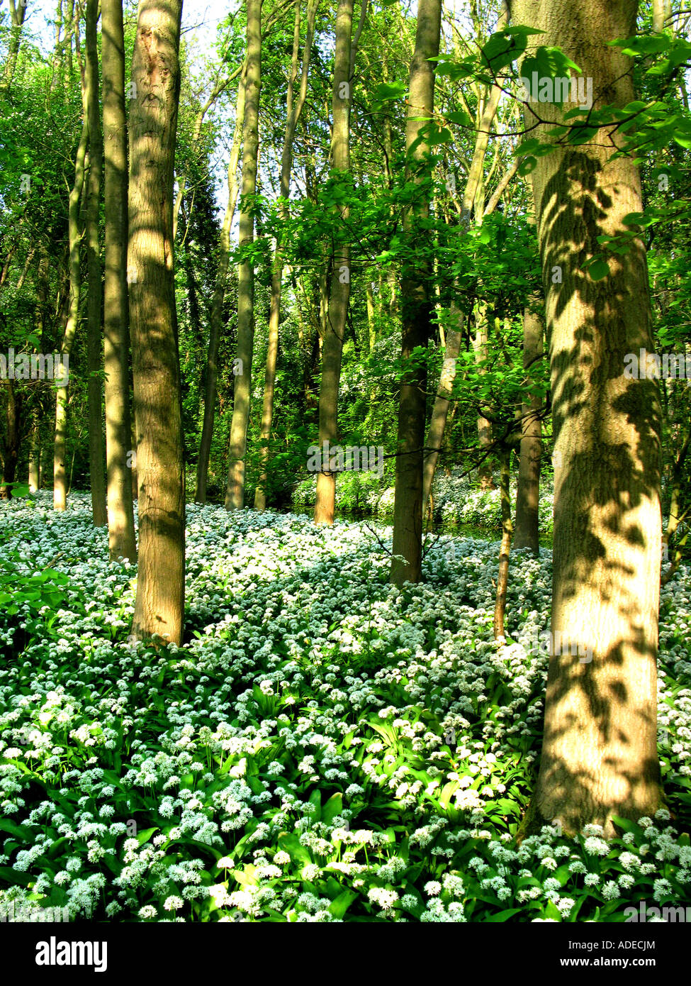 Leiden wood forest tree breen white flowers Netherlands Holland Stock ...