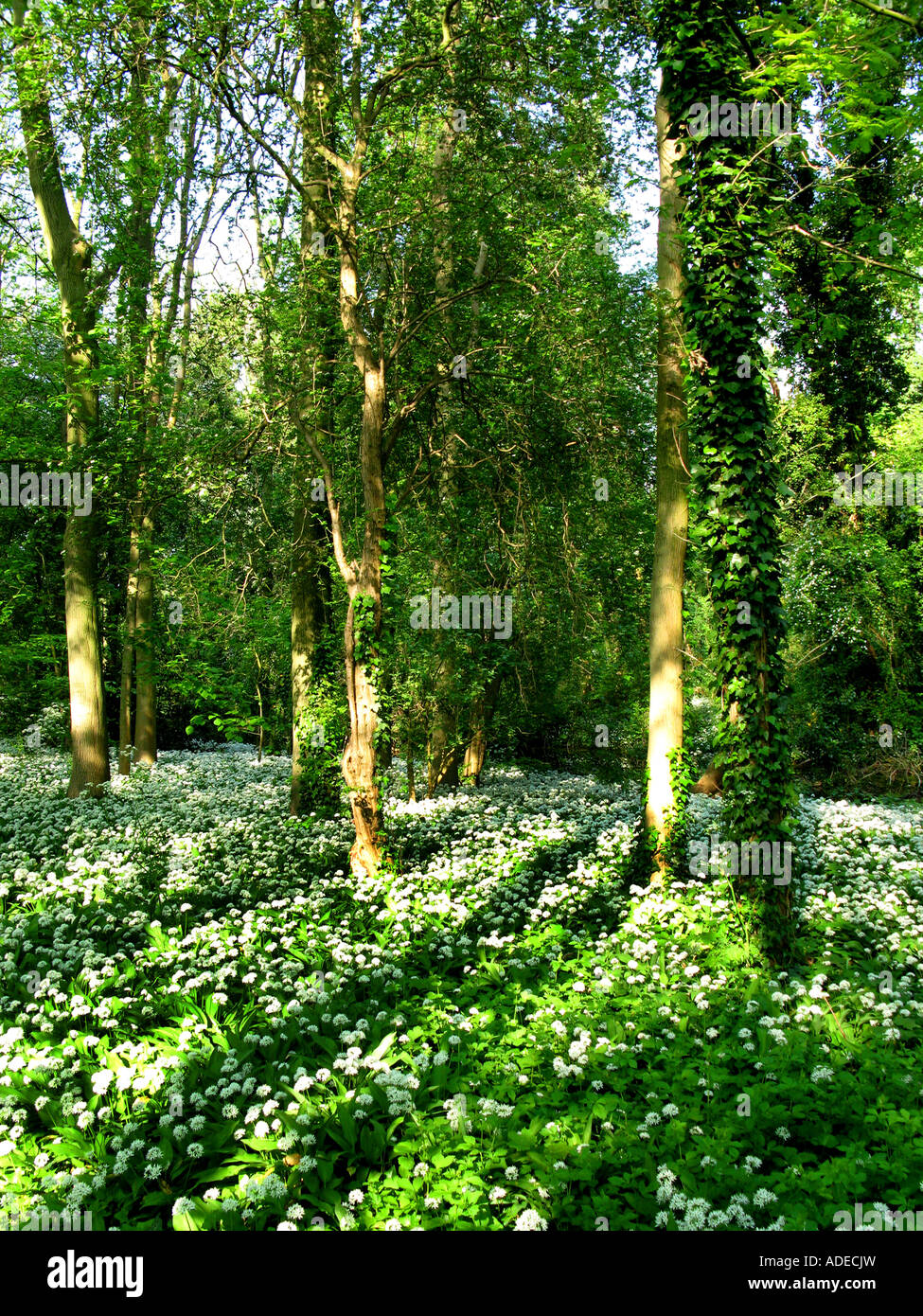 Leiden wood forest tree breen white flowers Netherlands Holland Stock ...