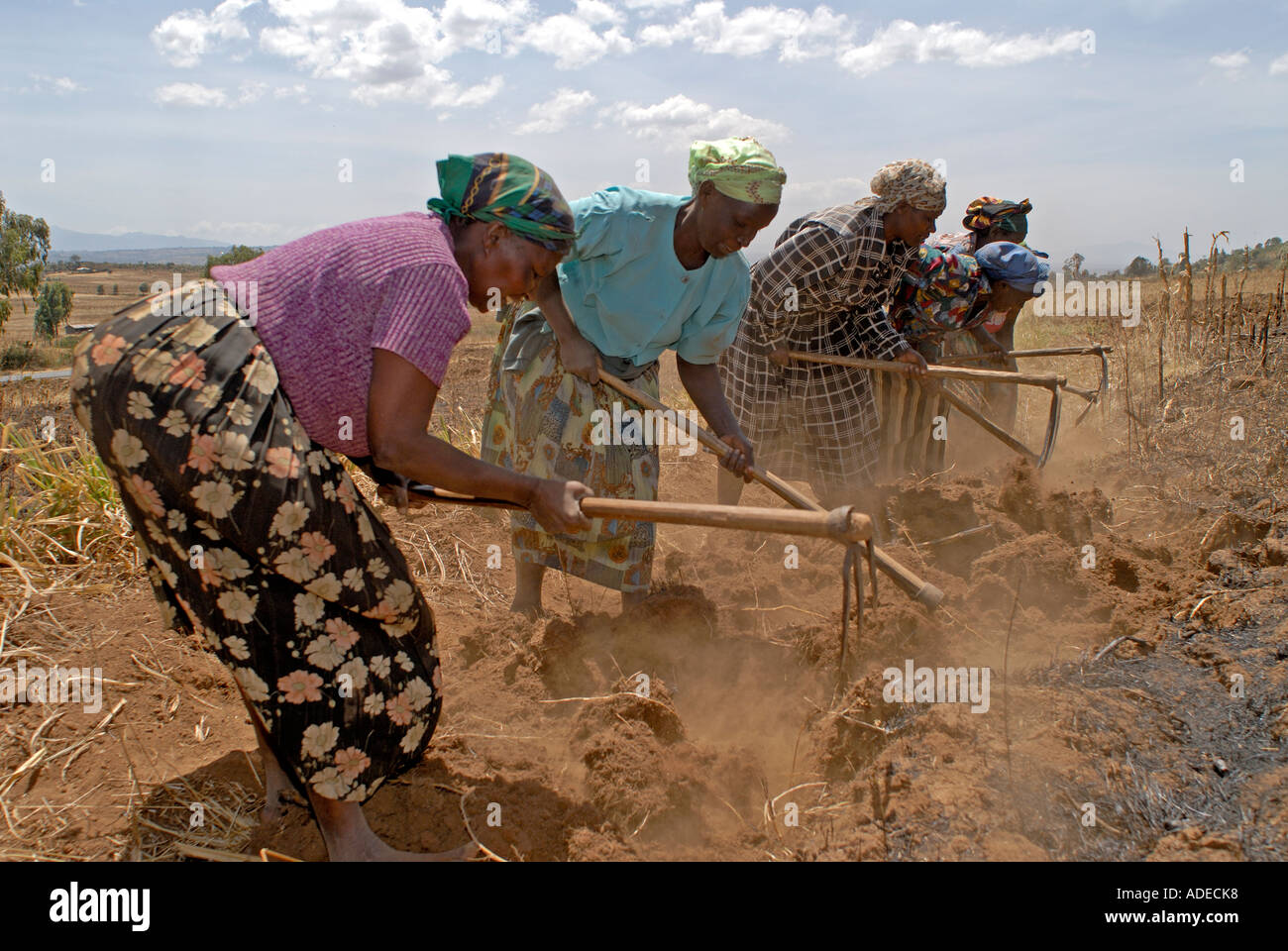 Kikuyu hi-res stock photography and images - Alamy