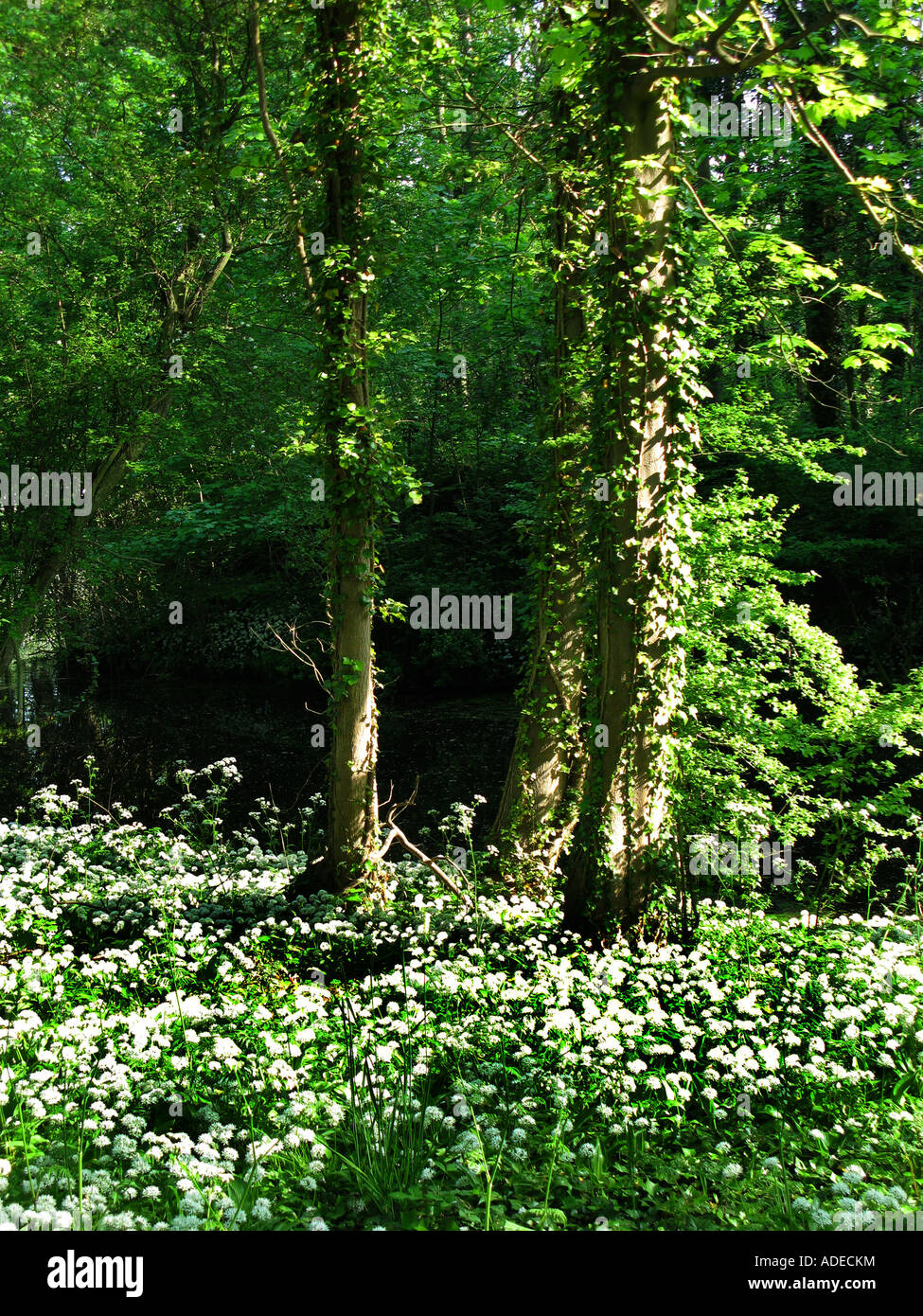 Leiden wood forest tree white flowers Netherlands Holland Stock Photo ...