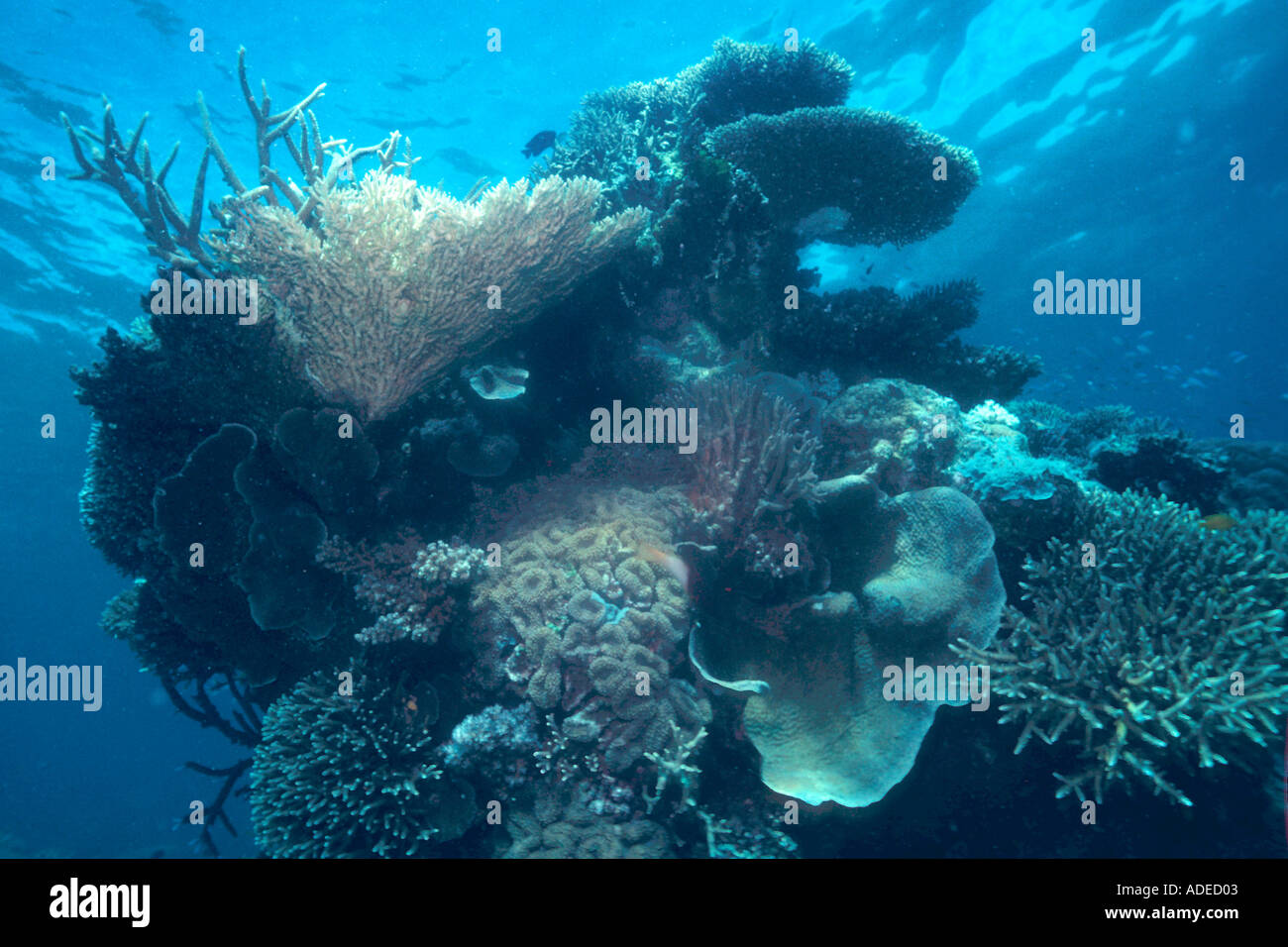 Coral bommie Great barrier reef national marine preserve Australia ...