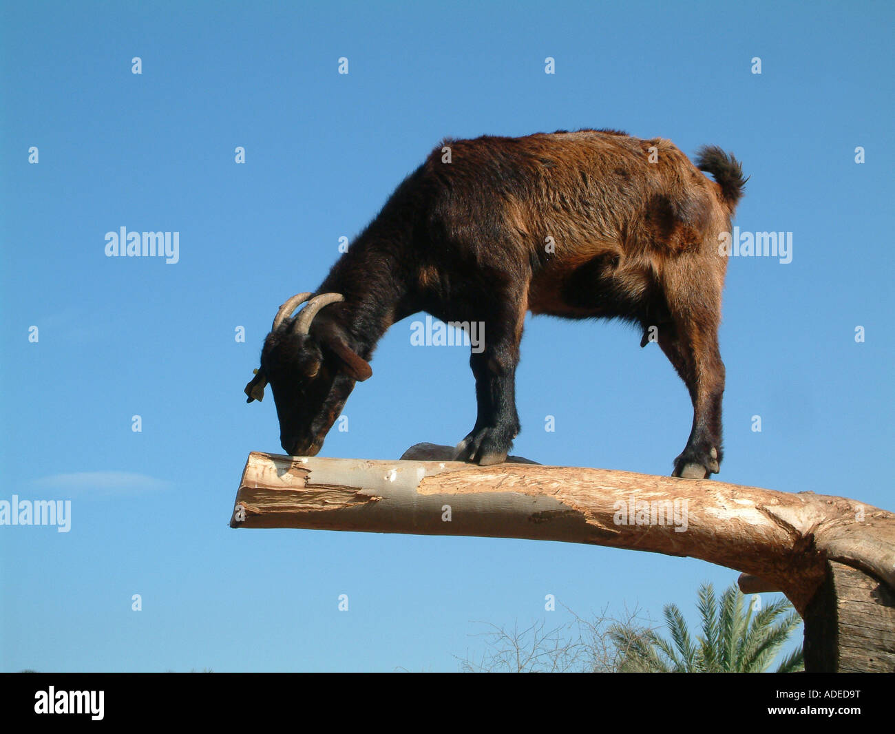 Goat on a tree hi-res stock photography and images - Alamy