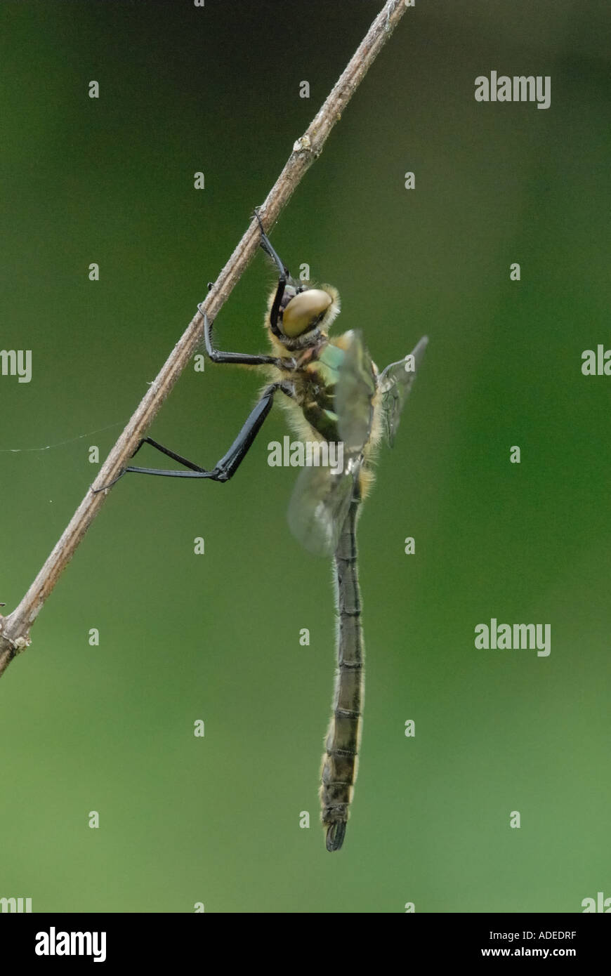 Downy Emerald (Cordulia aenea) resting Stock Photo - Alamy