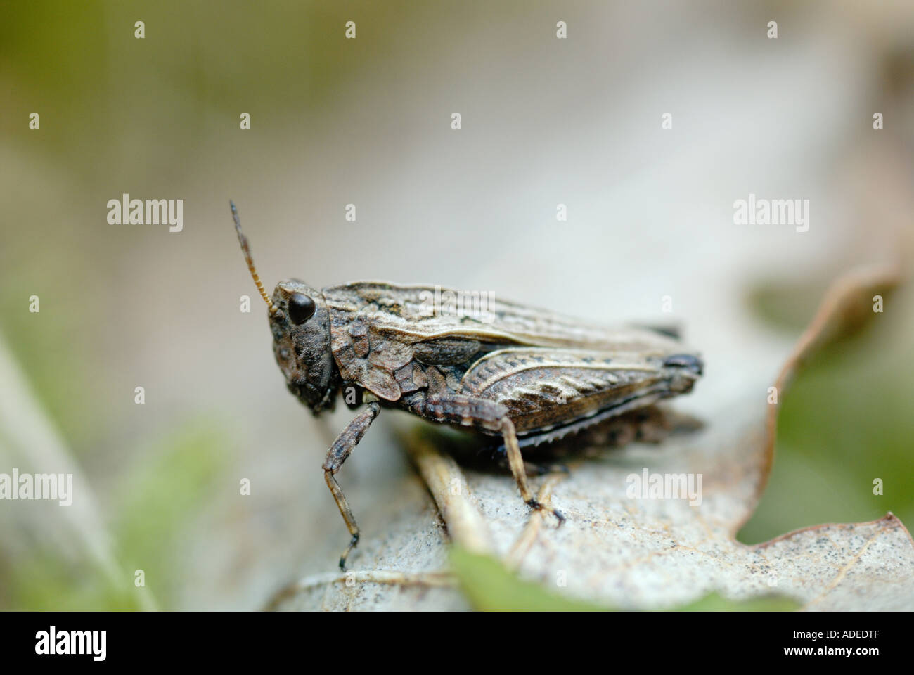Common Groundhopper (Tetrix undulata Stock Photo - Alamy