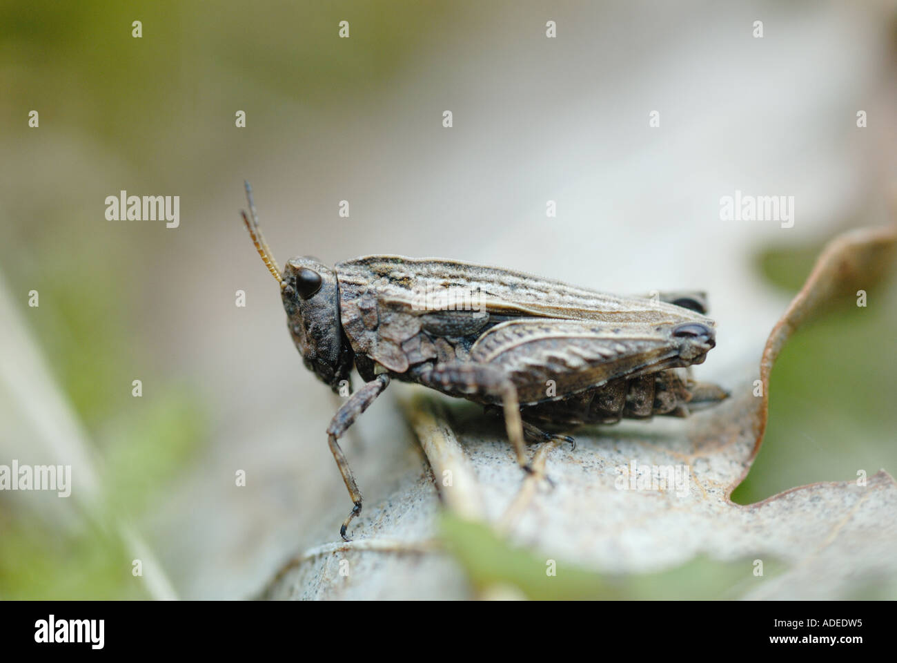 Groundhopper hi-res stock photography and images - Alamy