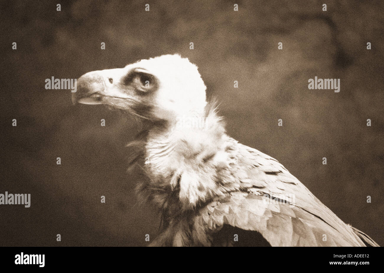 A grainy monochrome shot of a very evil looking black vulture in the ...