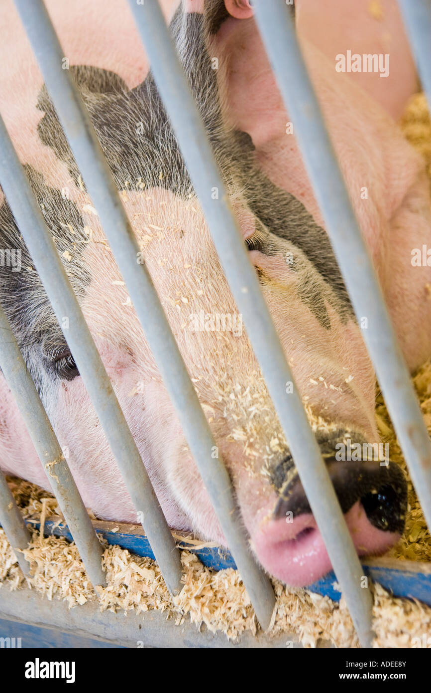 Pig resting in a pen with its snout pressed up against the bars of its ...