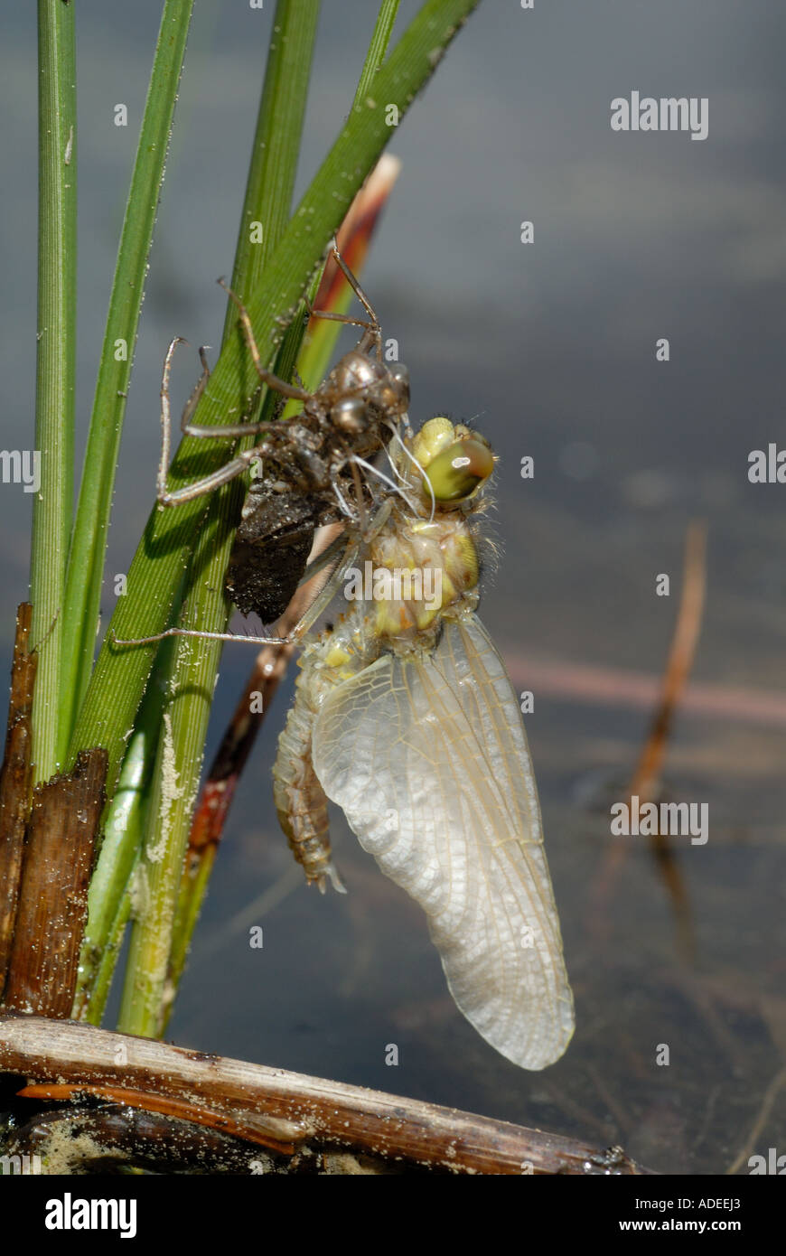 Odonata anisoptera larvae hi-res stock photography and images - Alamy
