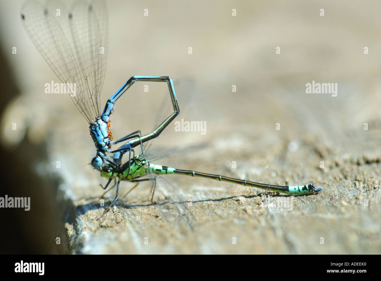 Norfolk Damselfly (Coenagrion armatum) and Variable Damselfly ...