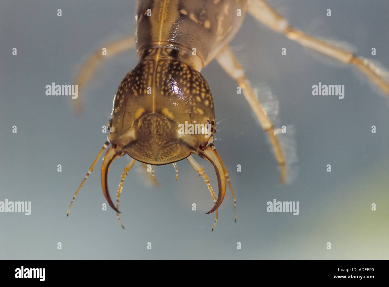 Diving beetle larvae closeup Stock Photo - Alamy