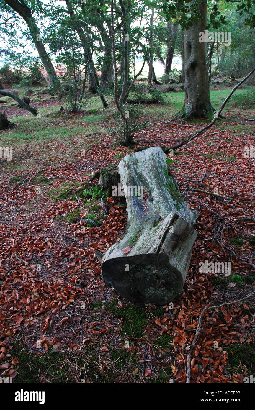 fallen tree in woods Stock Photo - Alamy