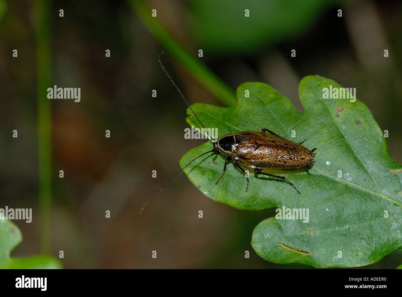 Dusky Cockroach (Ectobius lapponicus Stock Photo - Alamy