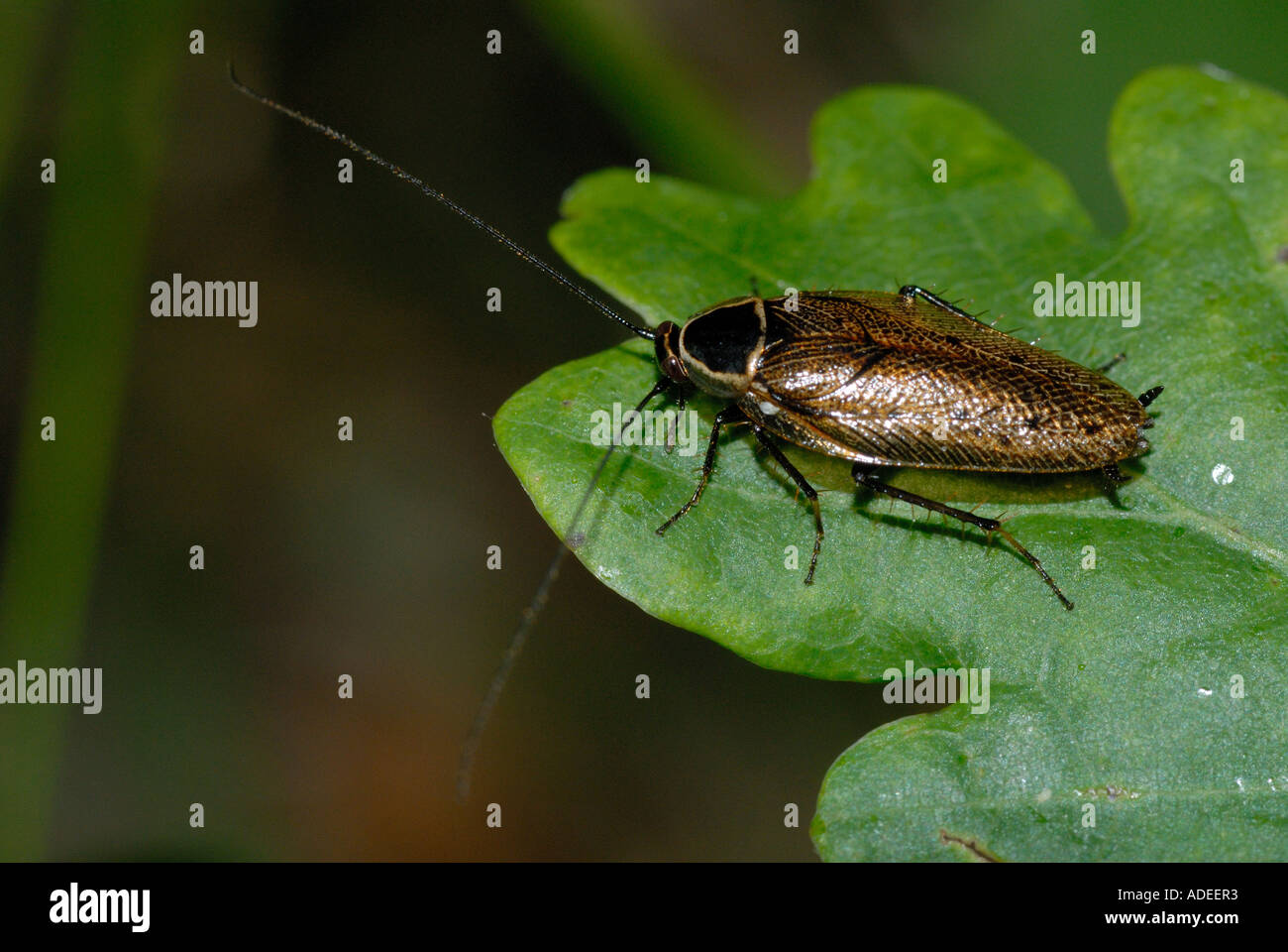 Dusky Cockroach (Ectobius lapponicus Stock Photo - Alamy