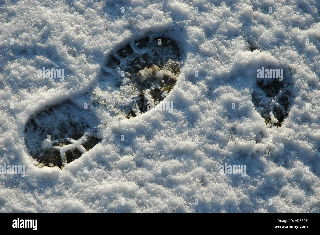 prints in snow Stock Photo - Alamy