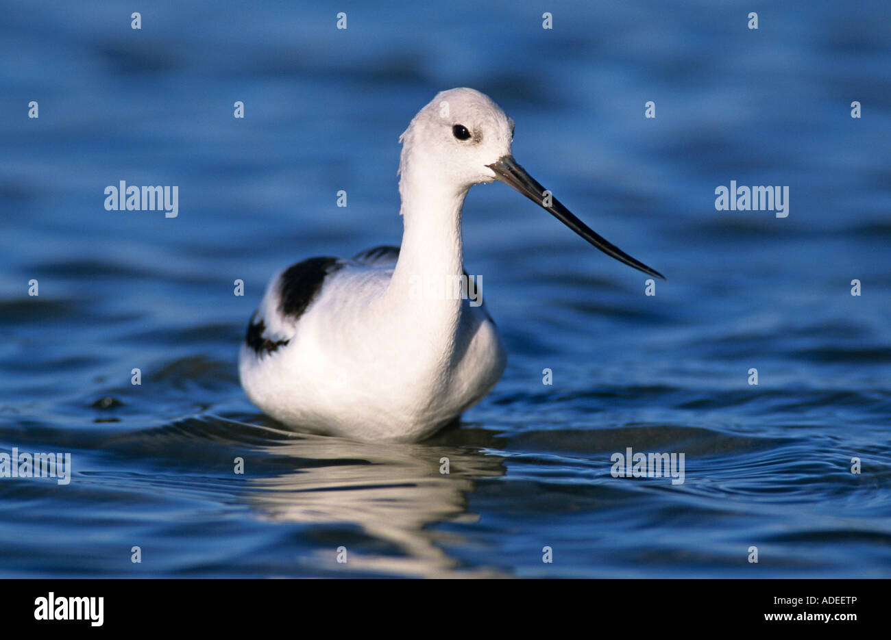 Avocet animal body hi-res stock photography and images - Alamy