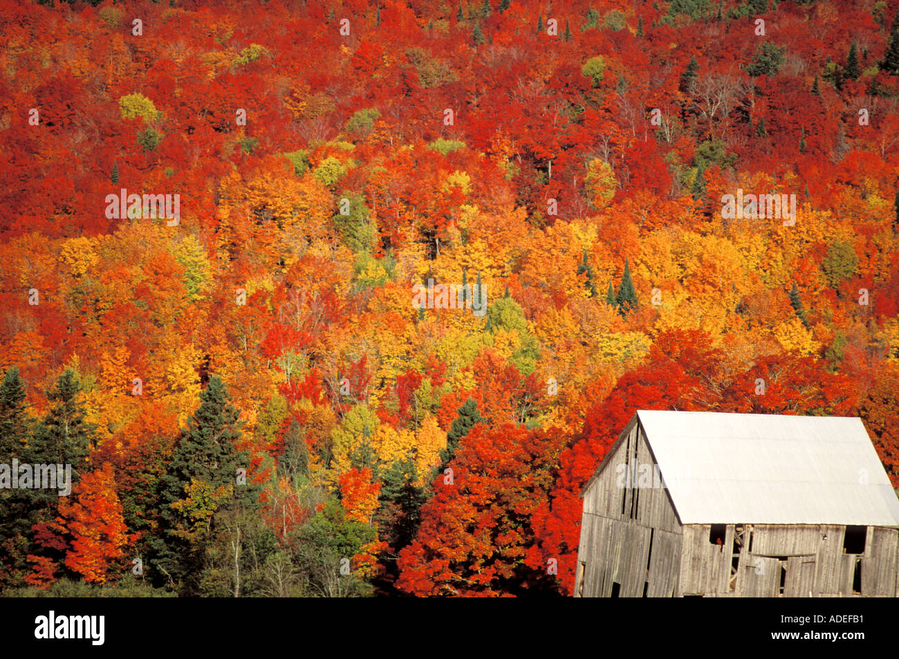 old barn backed by a hill of maple trees in fall colours Stock Photo ...