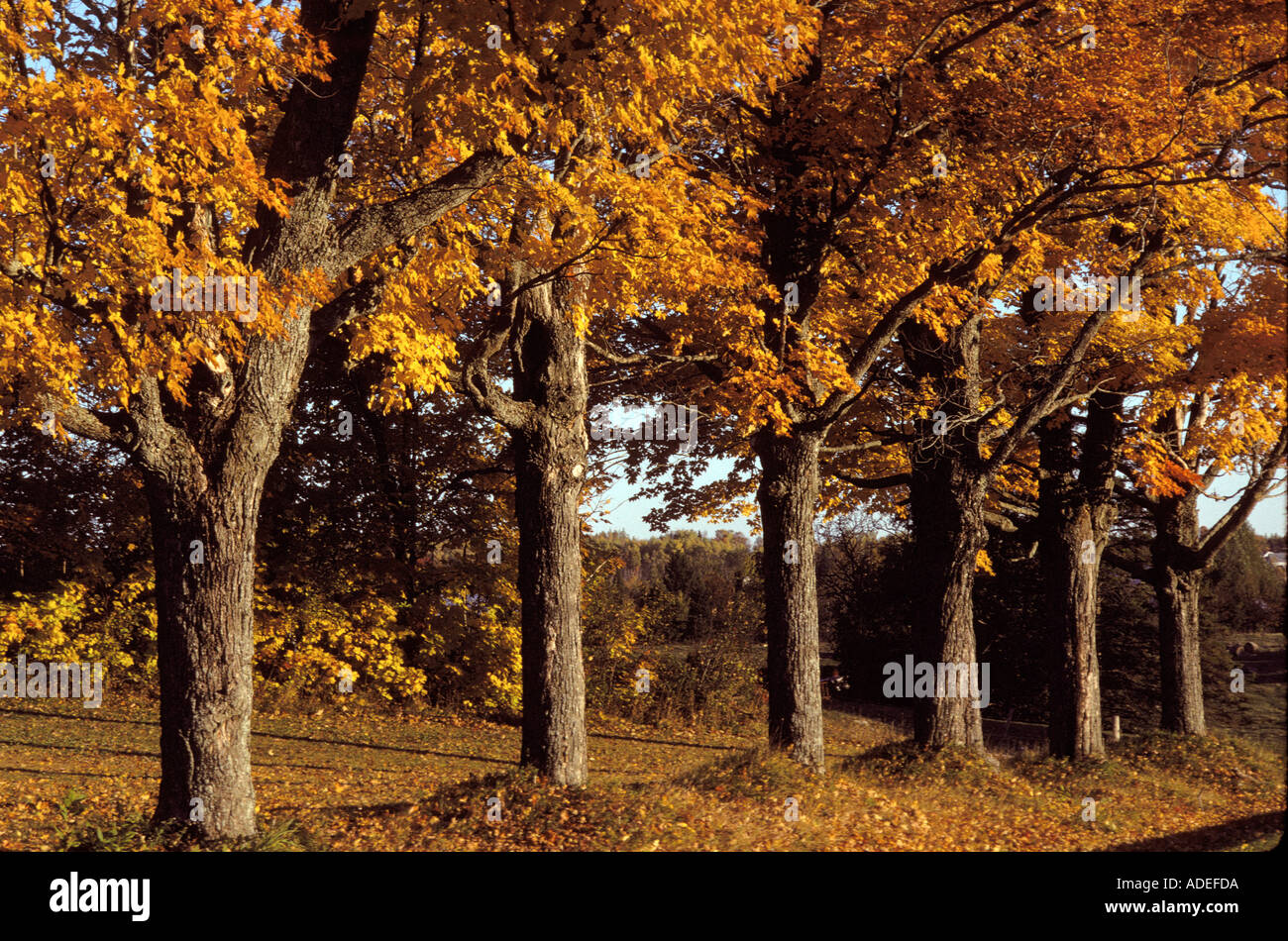 Sugar maples in fall hi-res stock photography and images - Alamy