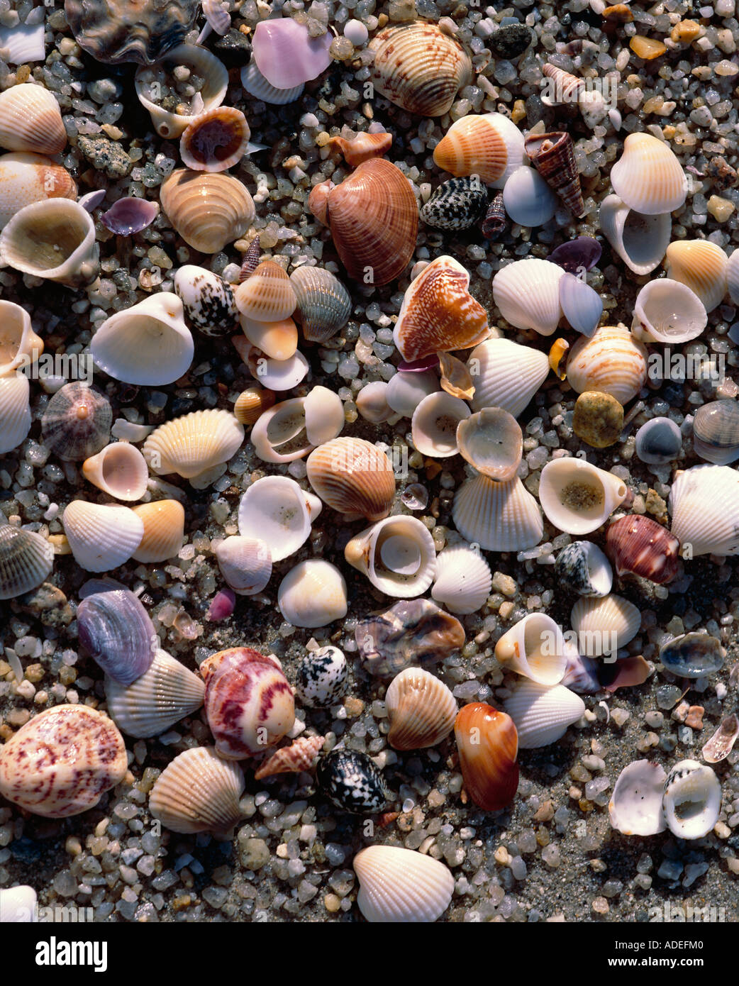 Australia shells seashells hi-res stock photography and images - Alamy