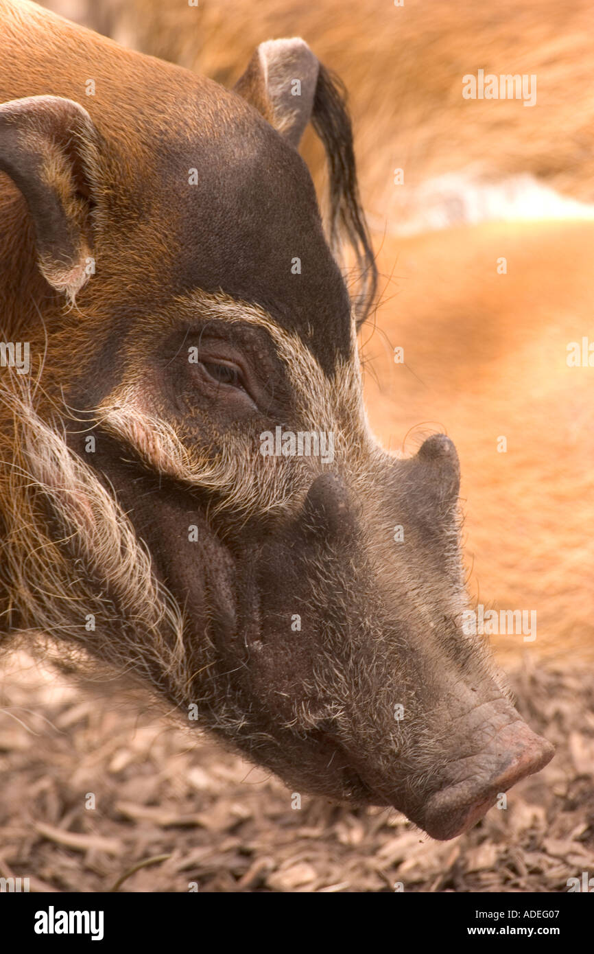 Red River Hog Stock Photo - Alamy