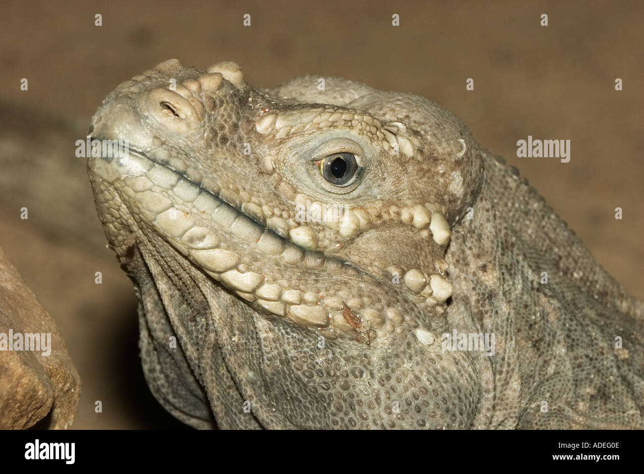 Rhinoceros Iguana Cyclura cornuta Stock Photo - Alamy
