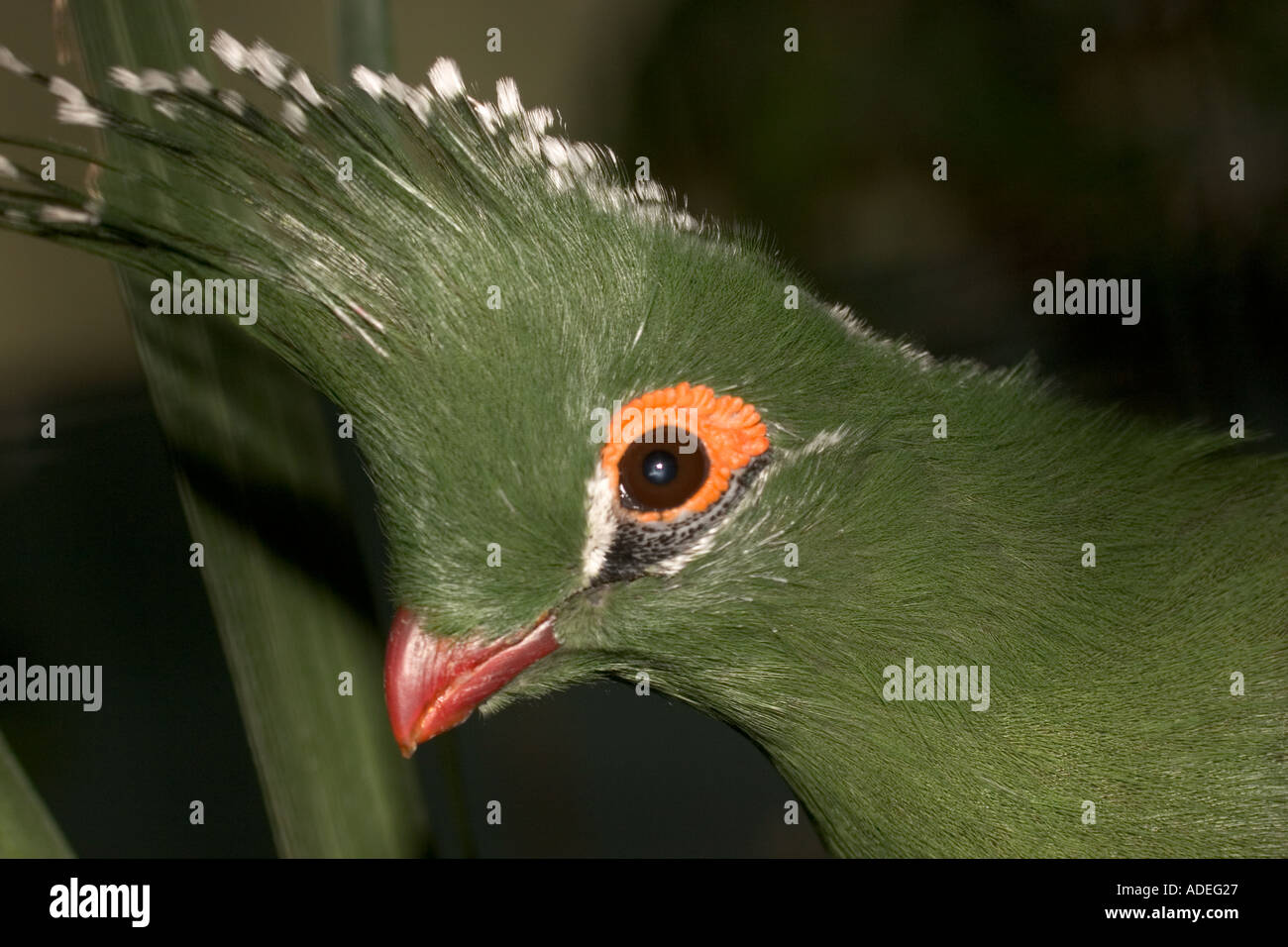 Schalowi hi-res stock photography and images - Alamy