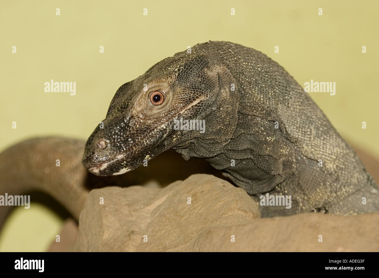 Lace monitor Tree Goanna Stock Photo - Alamy