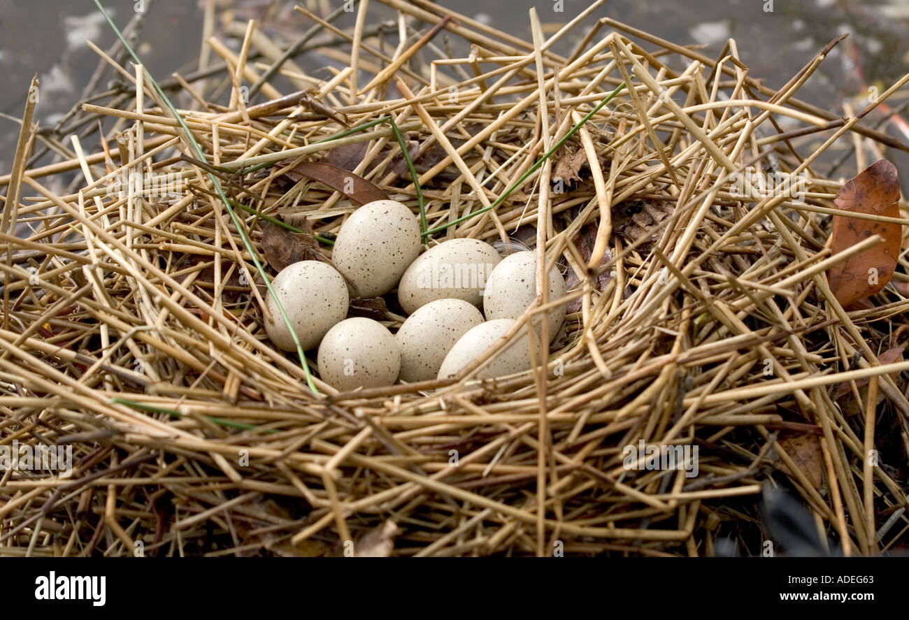 Coot Eggs in Nest Fulica atra Stock Photo - Alamy