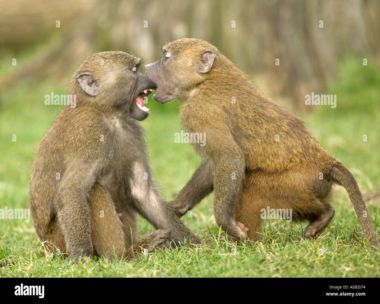 Baboon Papio anubis Stock Photo - Alamy