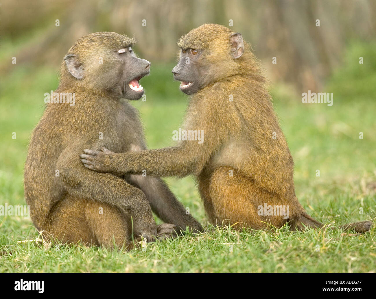 Baboon Papio anubis Stock Photo - Alamy