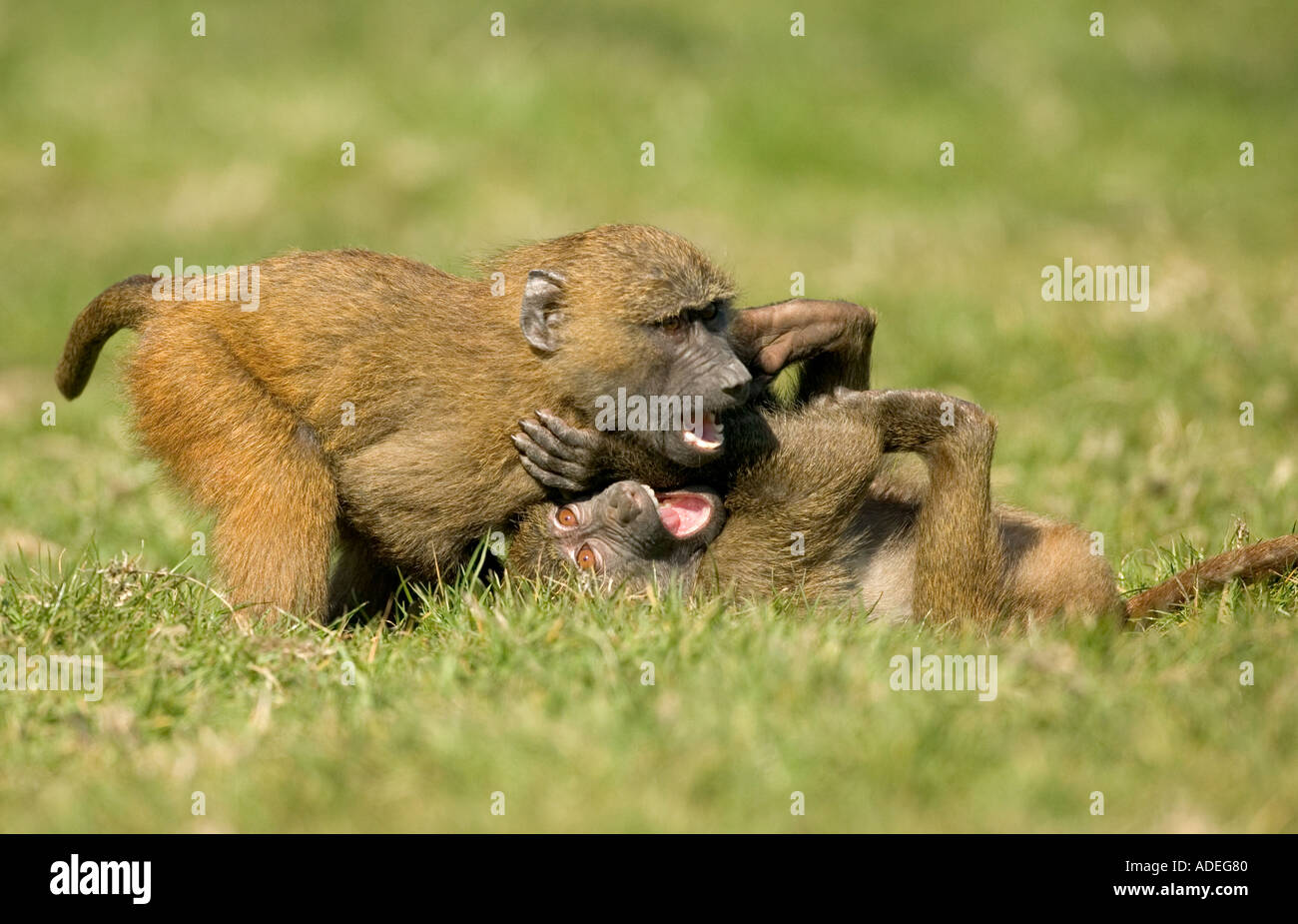 Baboon Papio anubis Stock Photo - Alamy