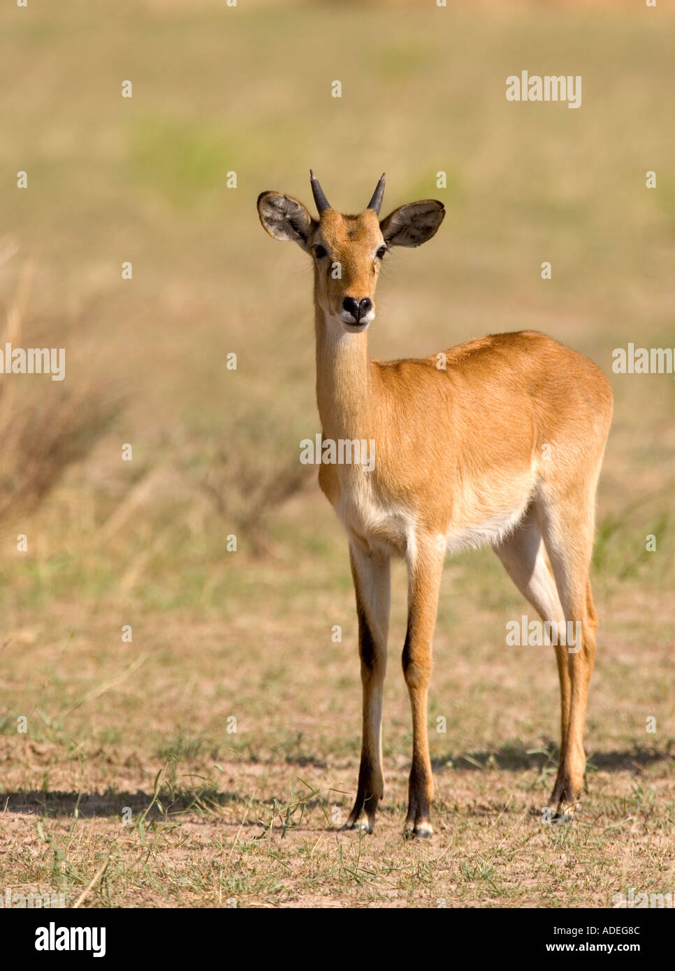 Buck kob hi-res stock photography and images - Alamy