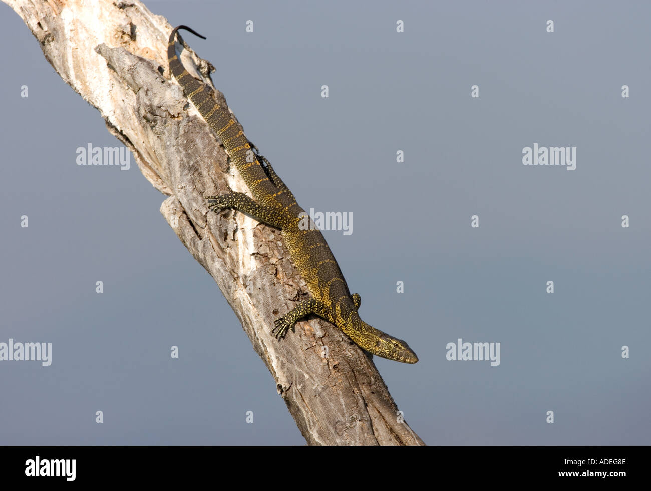 Nile water monitor lizard hi-res stock photography and images - Alamy