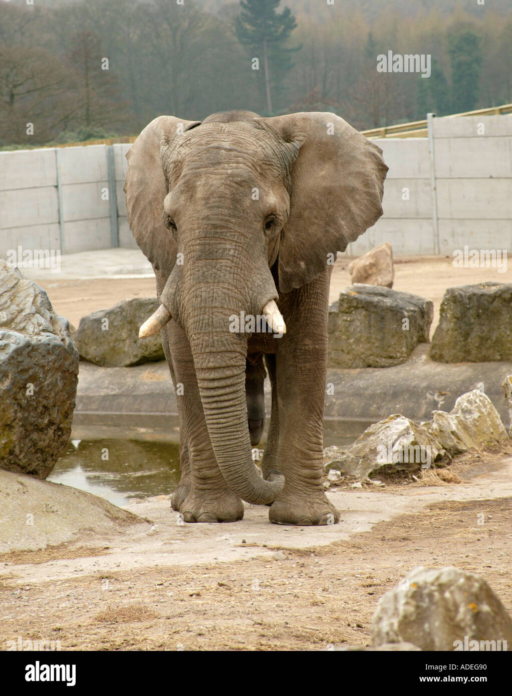 Mammal africa elephant trunk hi-res stock photography and images - Alamy
