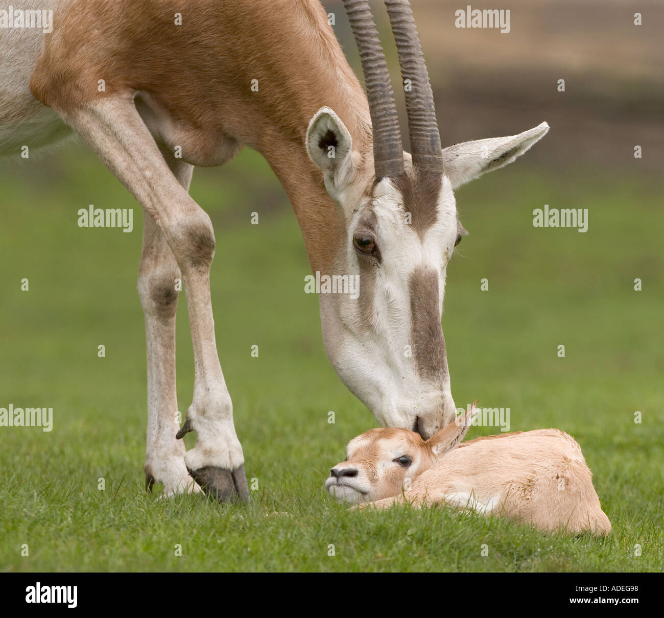 Rearing antelope hi-res stock photography and images - Alamy