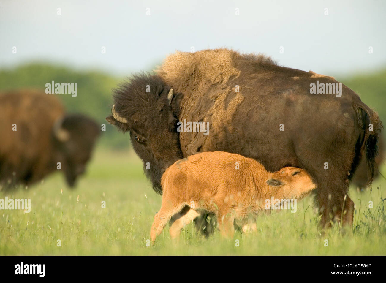 American Bison Bison bison Stock Photo - Alamy