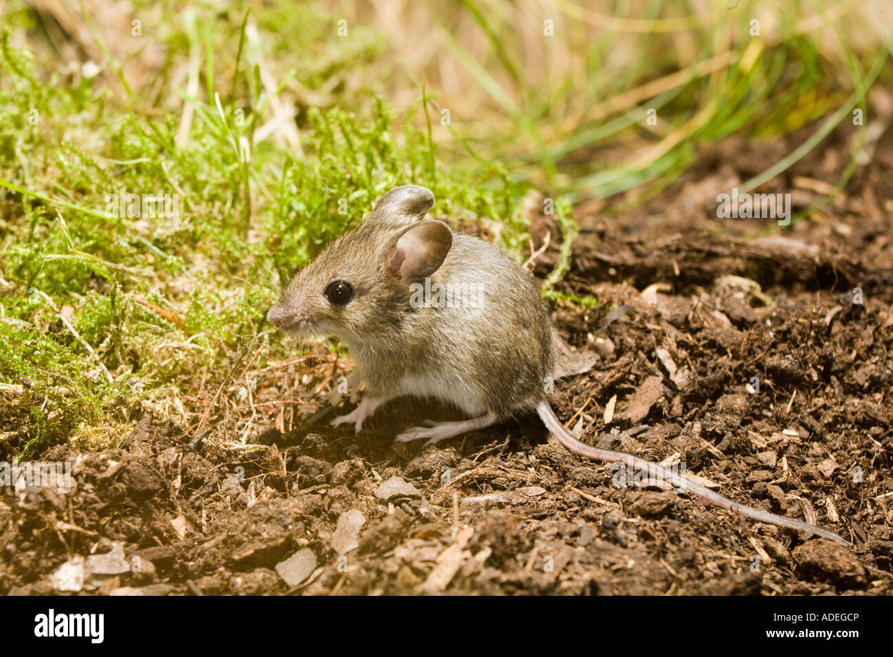 Young long-tailed field mouse, apodemus sylvaticus Stock Photo - Alamy