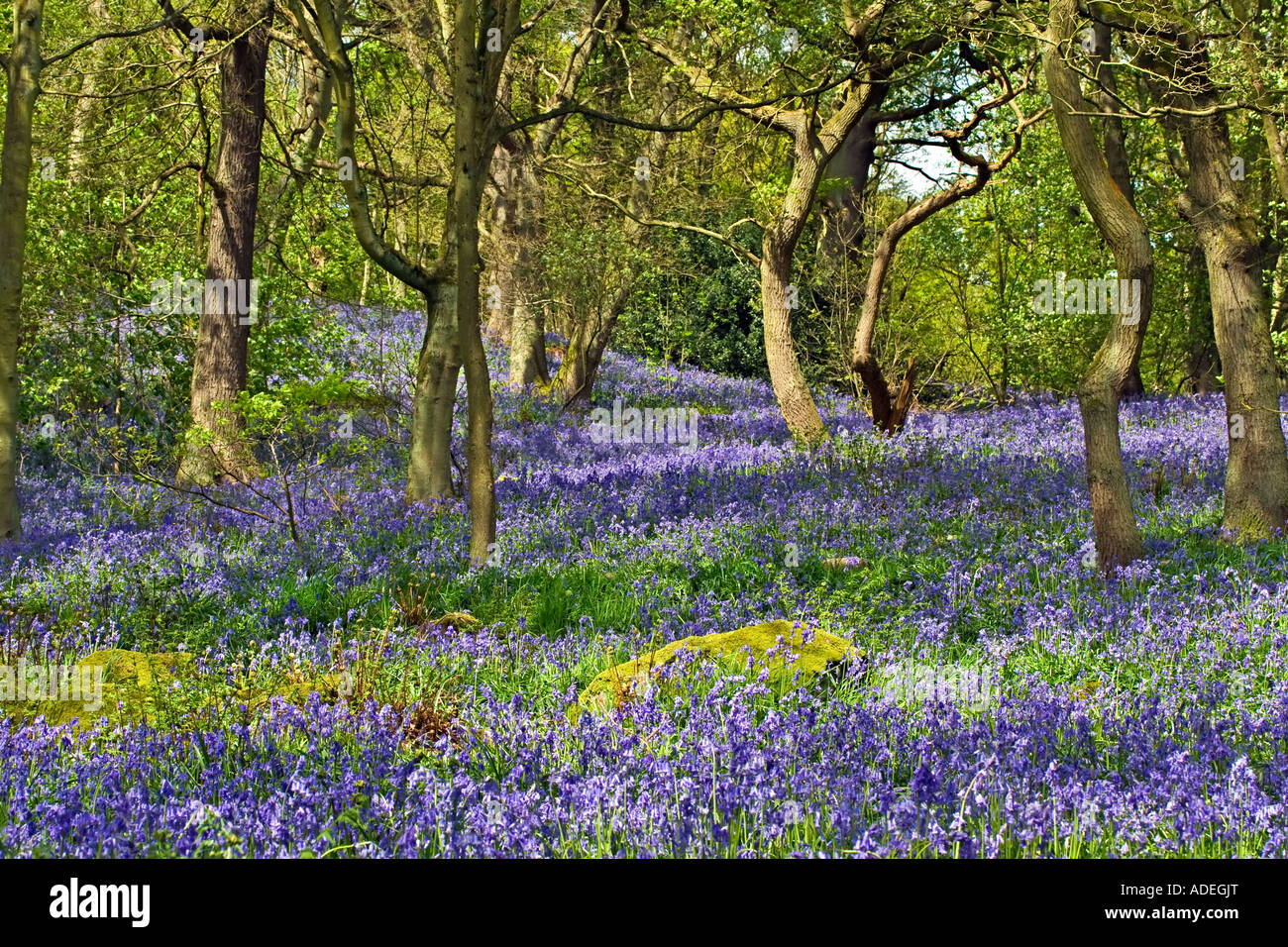 Bluebells in Middleton Woods Ilkley Yorkshire Stock Photo - Alamy