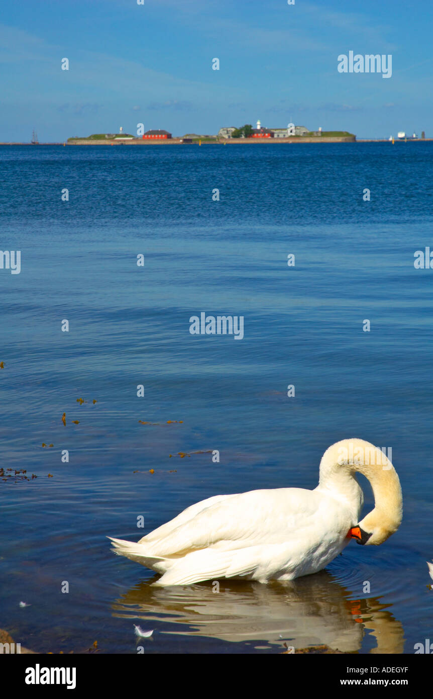 Copenhagen swan hi-res stock photography and images - Alamy