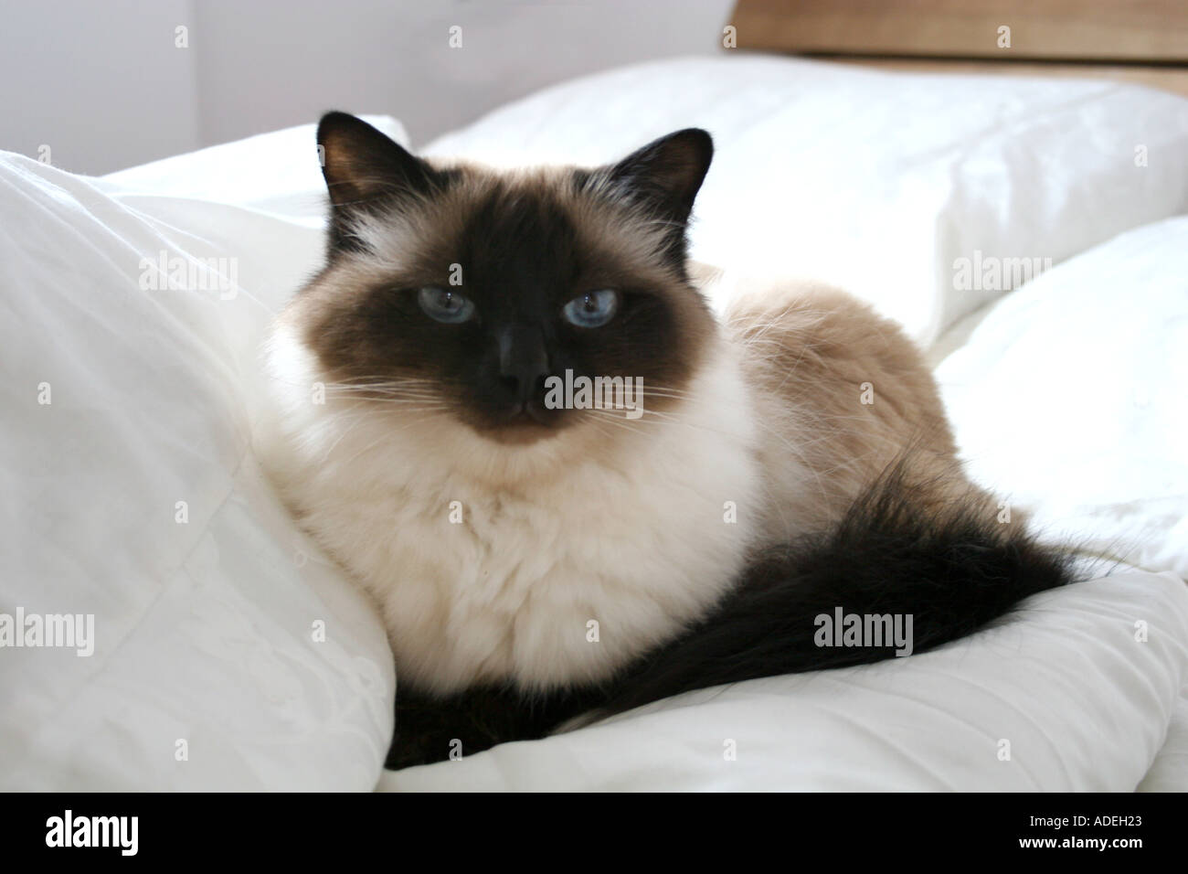 Cream and chocolate Birman cat lying on bed Stock Photo - Alamy
