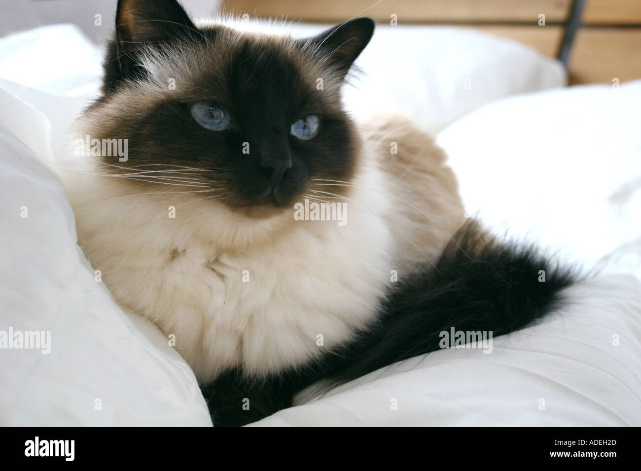 Cream and chocolate Birman cat lying on bed Stock Photo - Alamy