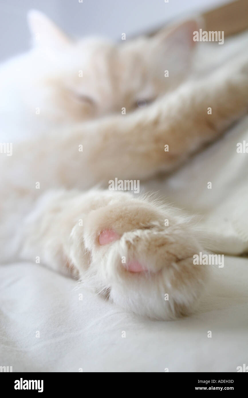 White cat stretched out on hi-res stock photography and images - Alamy