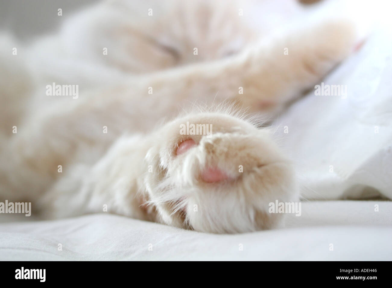 fluffy white birman cat relaxing on bed with stretched out paws Stock ...