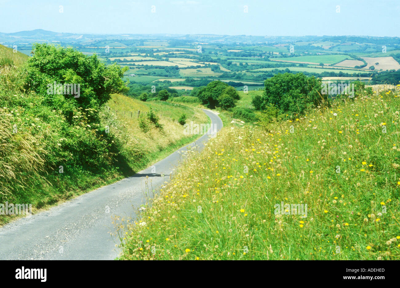 Narrow single track road leading down from Eggardon Hill Dorset Stock ...