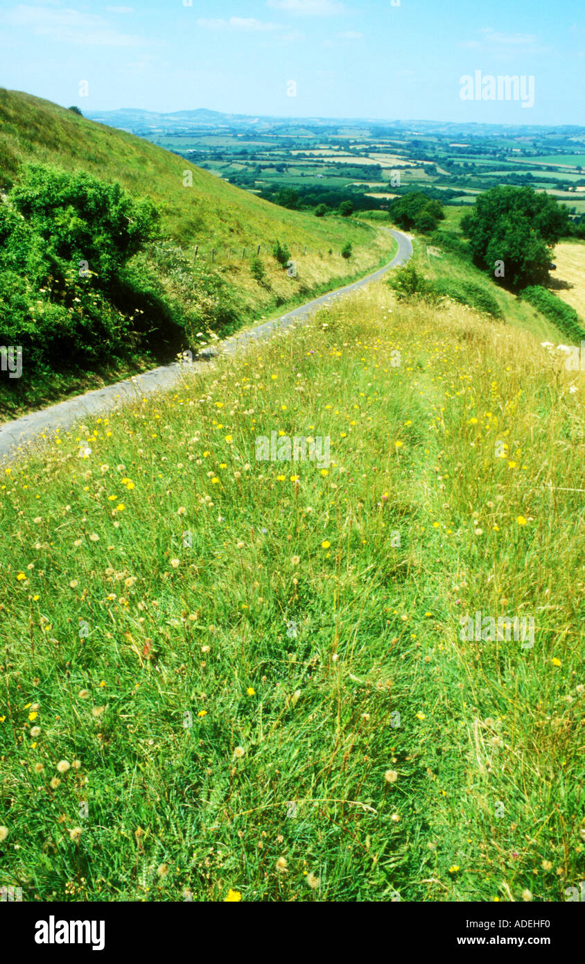 Narrow single track road leading down from Eggardon Hill Dorset Stock ...