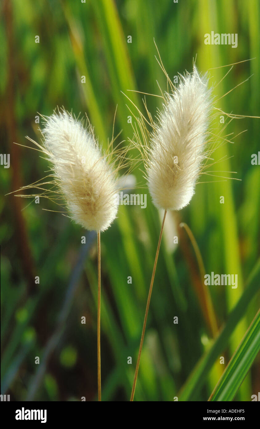 Hare s tail hi-res stock photography and images - Alamy