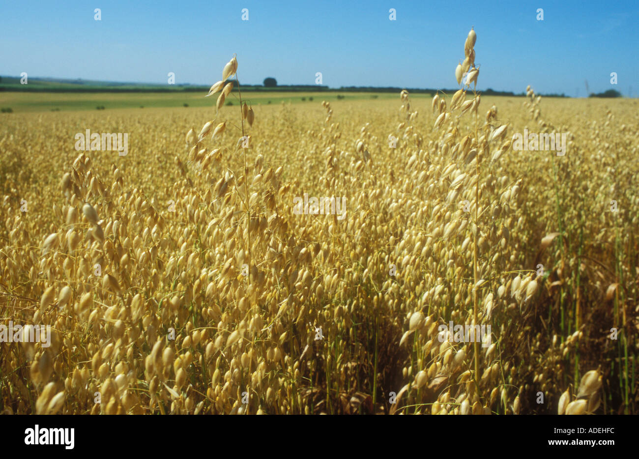 Field of oats ireland hi-res stock photography and images - Alamy
