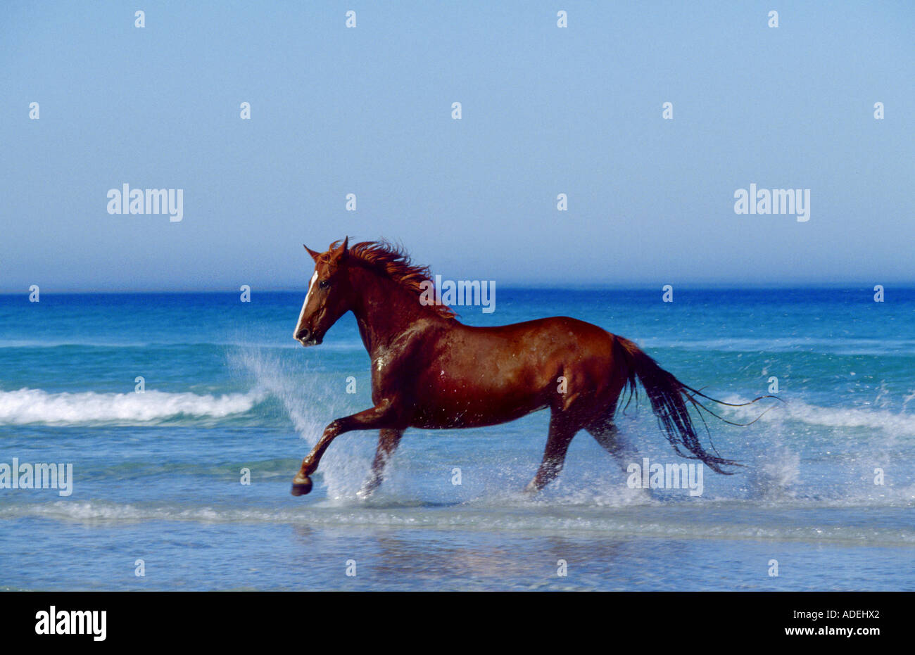 Horse galloping in the surf on a beach Stock Photo - Alamy
