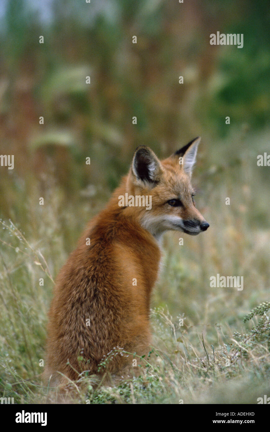 British fox hi-res stock photography and images - Alamy