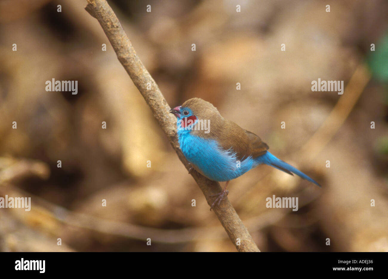 Red cheeked Cordon Bleu Stock Photo - Alamy