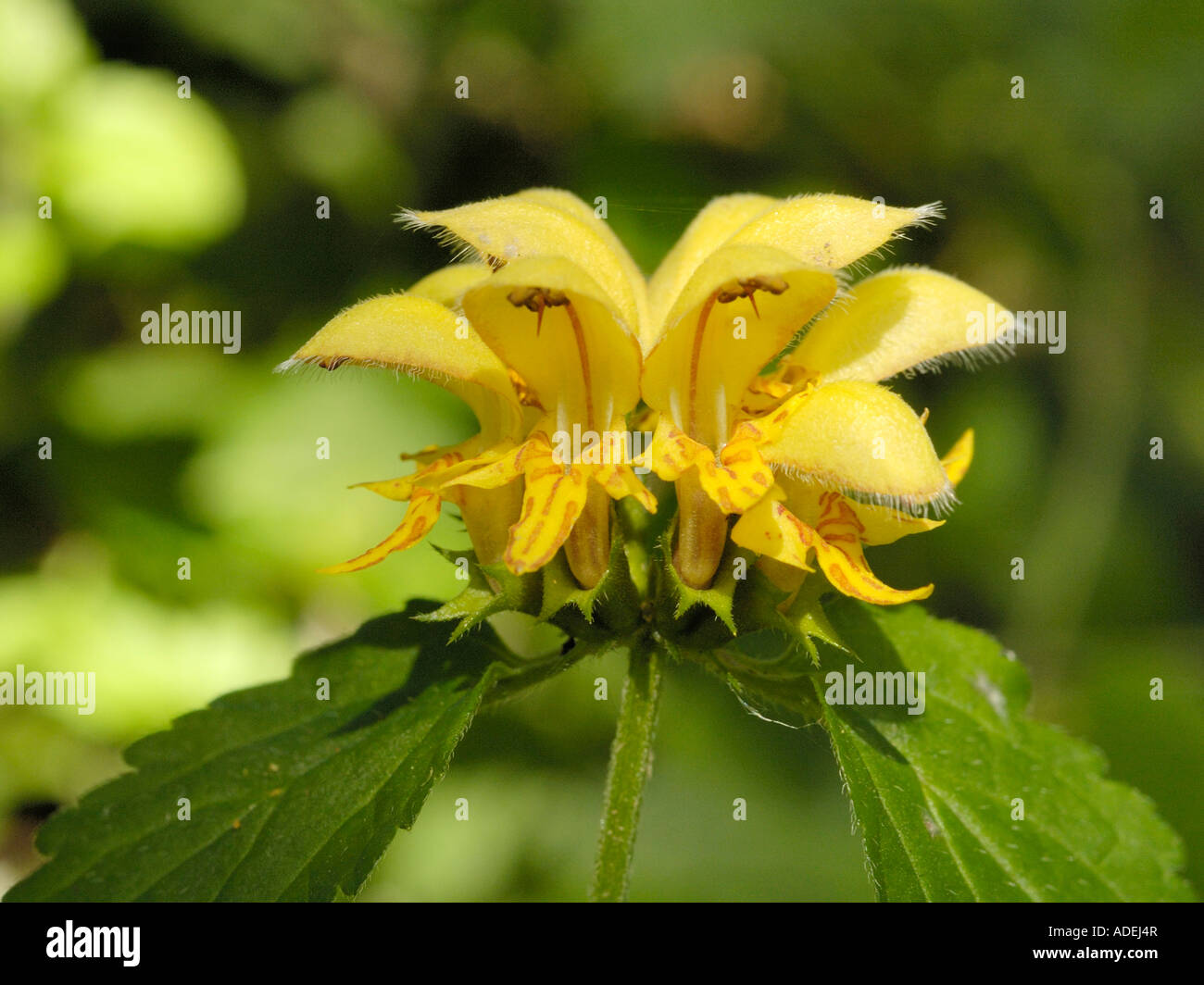 Yellow archangel hi-res stock photography and images - Alamy
